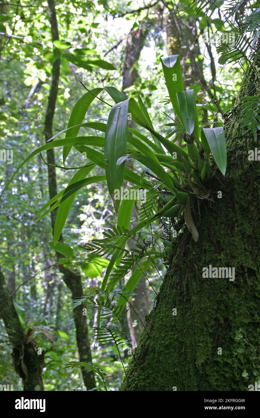 Plant of Clamshell or Cockleshell Orchid - Prosthechea cochleata - in ...