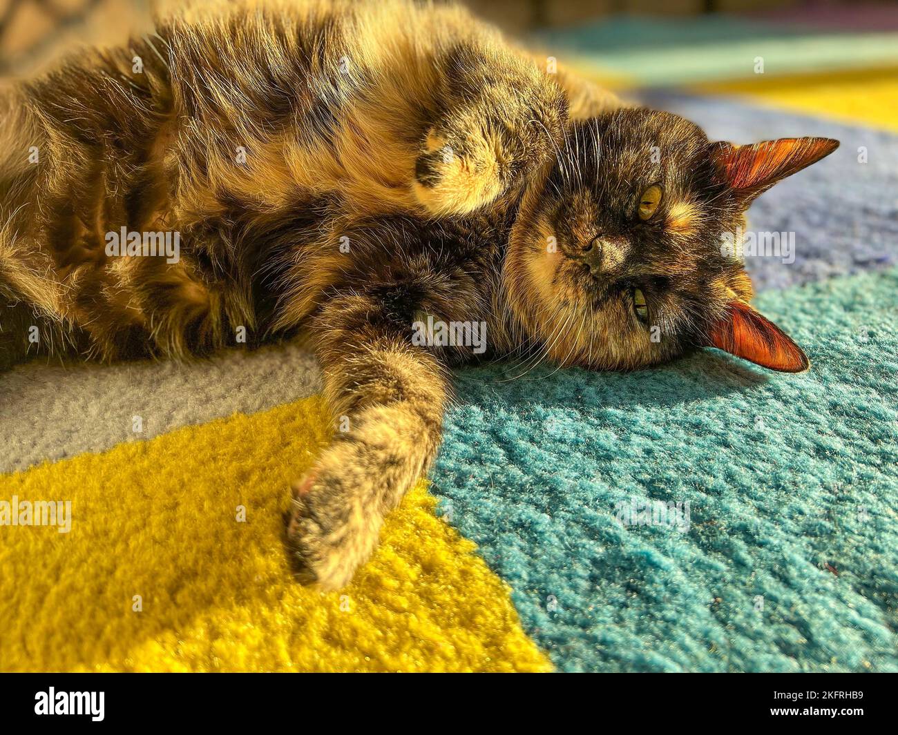 A playful tortoiseshell cat enjoying the sun falling from window on ...