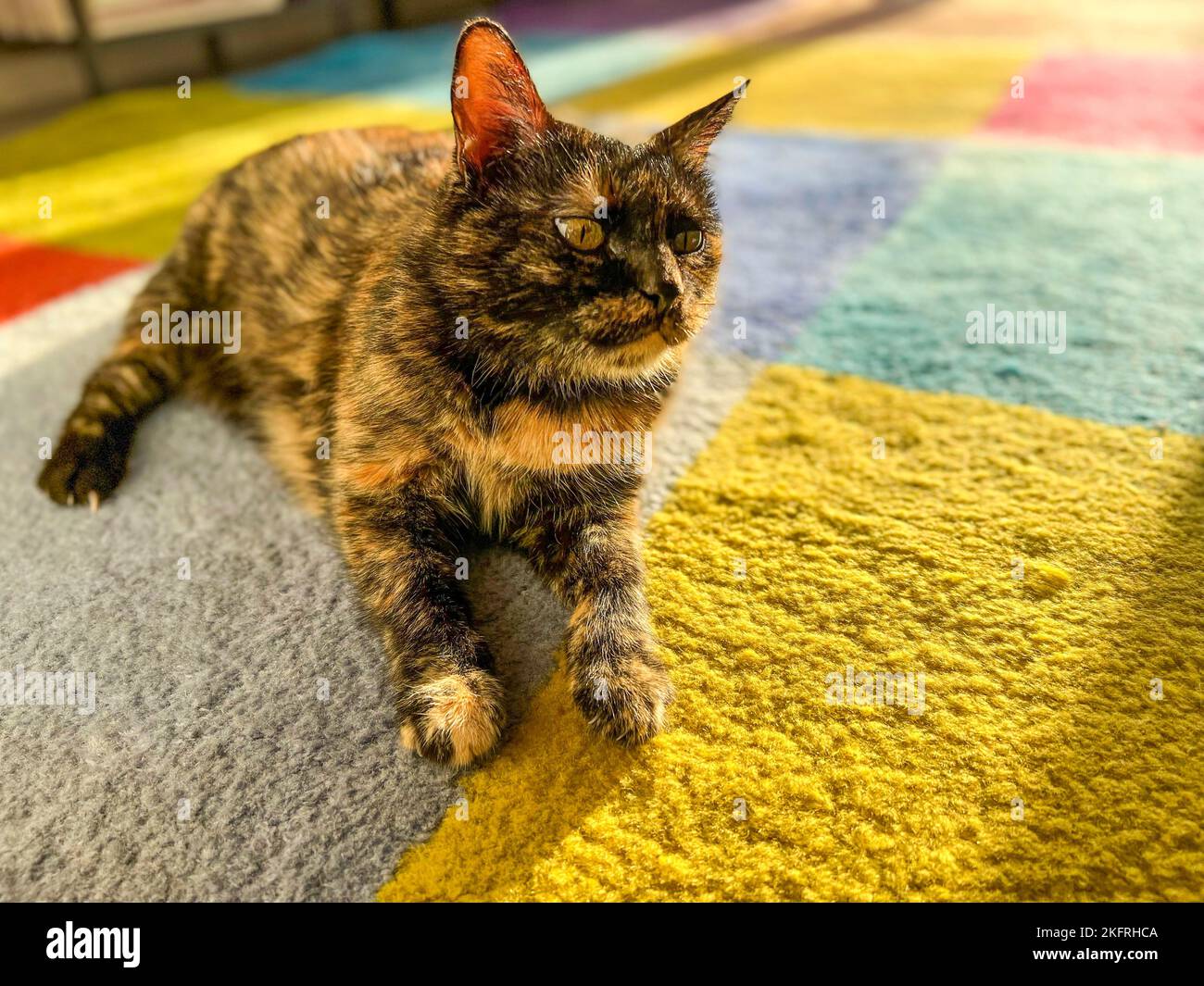 A playful tortoiseshell cat enjoying the sun falling from window on ...