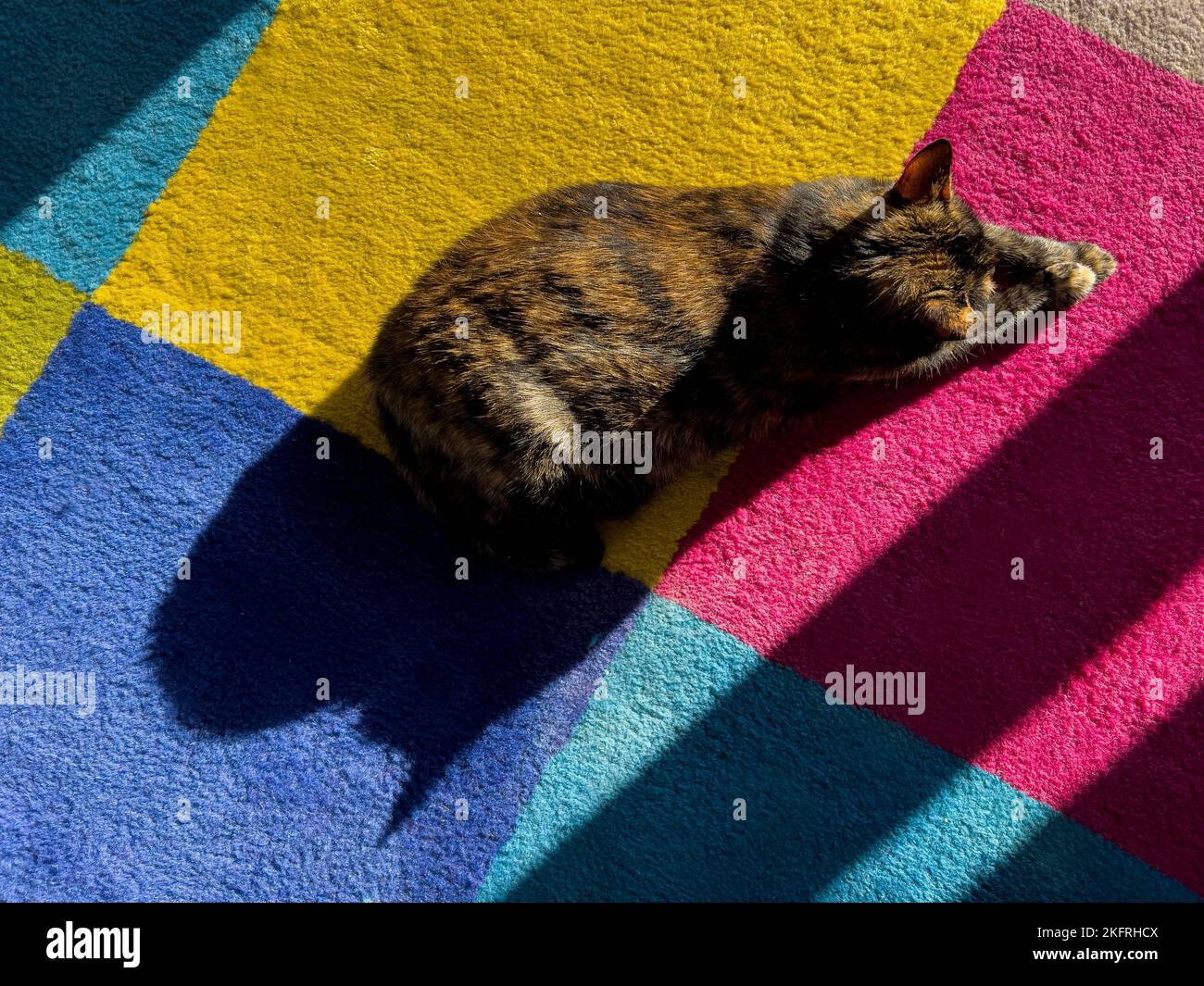 A playful tortoiseshell cat enjoying the sun falling from window on ...
