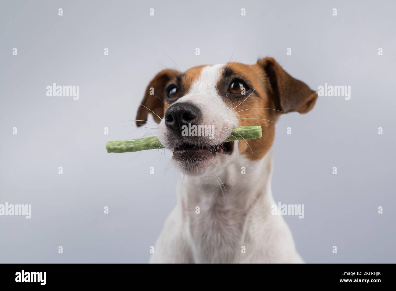 Jack Russell Terrier dog holding a rawhide toothpick in his teeth Stock ...