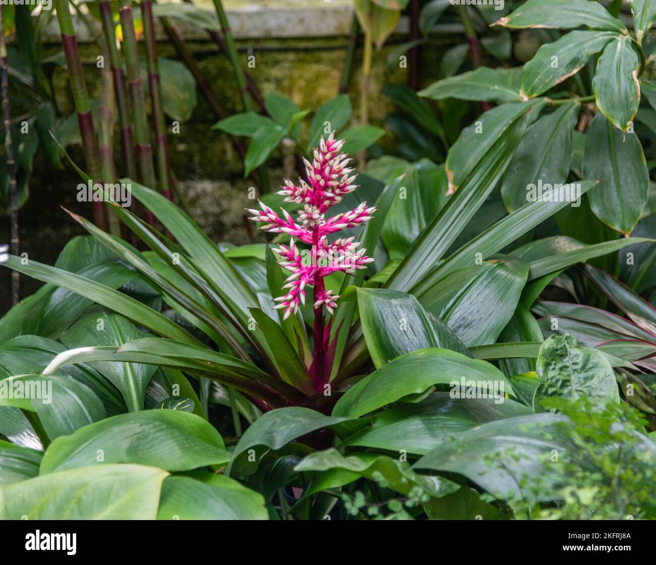Beautiful Urn plant at a botanical garden in Southern California Stock ...