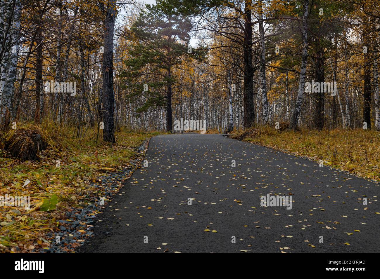 Wet asphalt road leading through autumn forest in vibrant colors on a ...