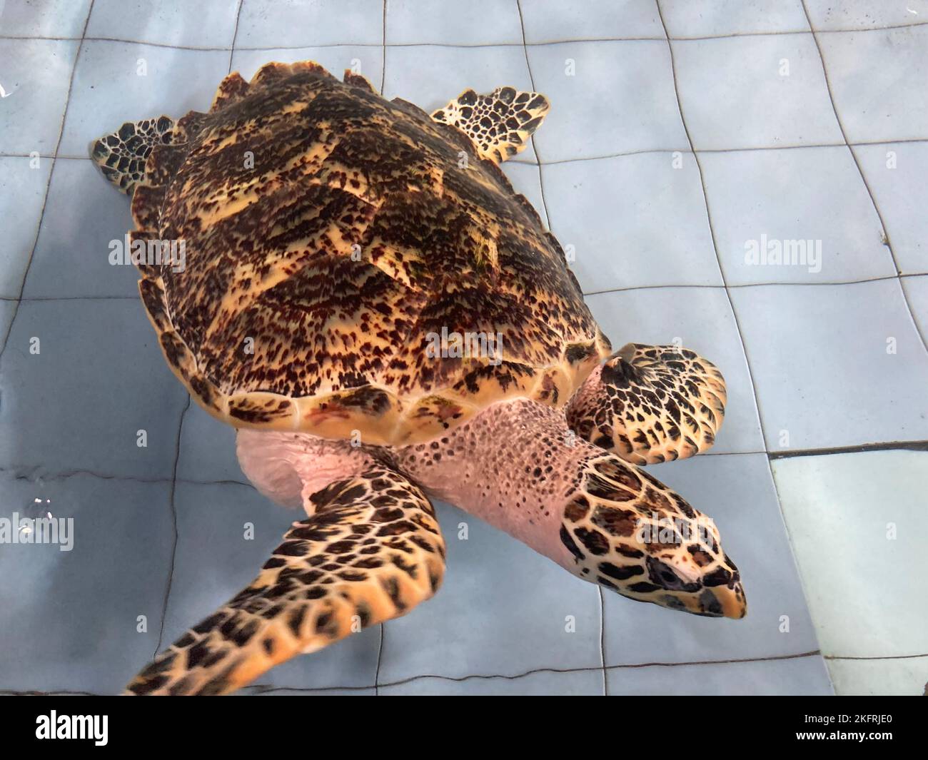 Serangan, Indonesia. 18th Oct, 2022. A hawksbill sea turtle swims in a ...