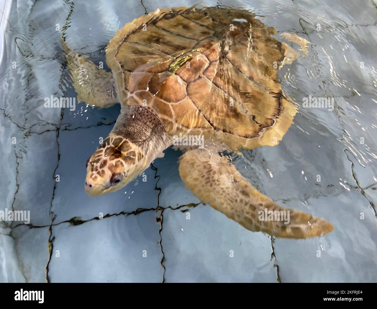 Olive Ridley Sea Turtle Shell Olive Ridley Sea Turtle Stock