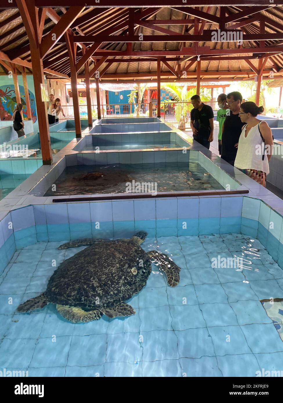 Serangan, Indonesia. 18th Oct, 2022. Pool with injured sea turtles at ...