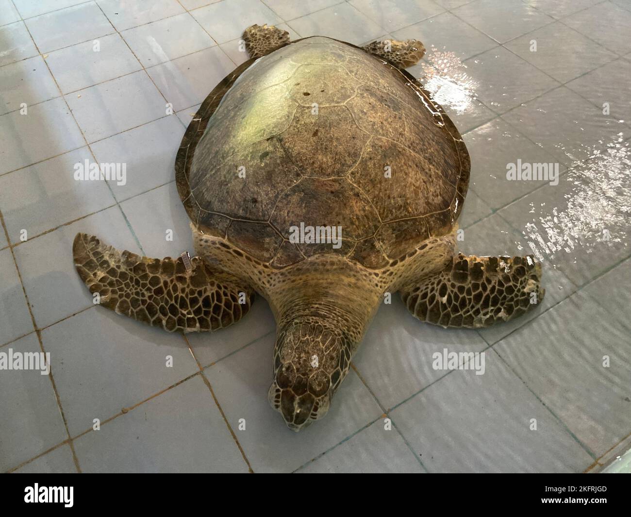 Serangan, Indonesia. 18th Oct, 2022. An injured green sea turtle at the ...