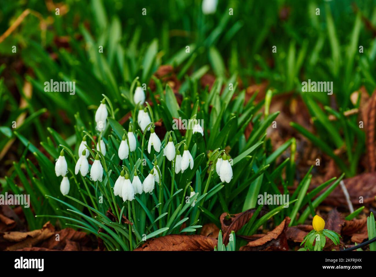 Common snowdrop - Galanthus nivalis Stock Photo - Alamy
