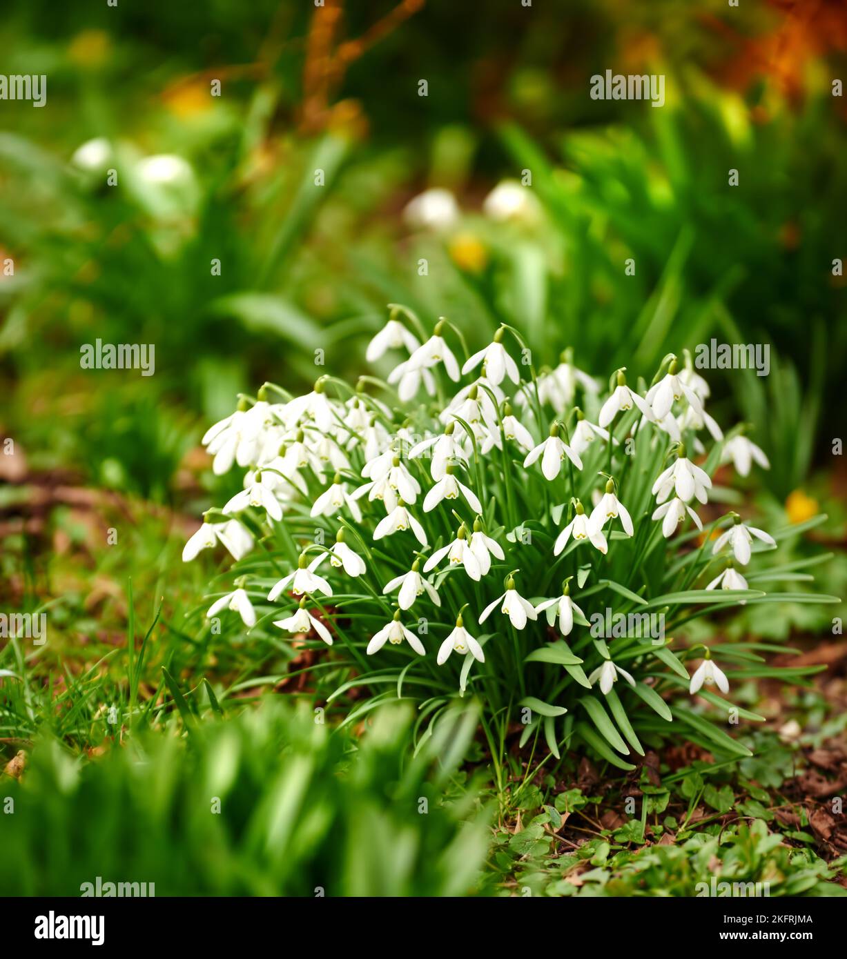 Bucaneve snowdrop galanthus nivalis hi-res stock photography and images ...