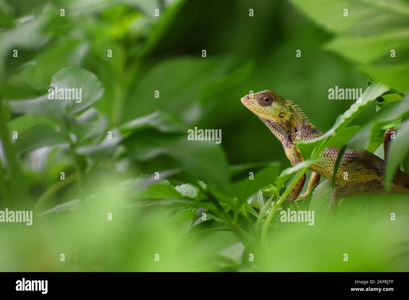 Clos up photo of changeable lizard framed in green foliage. Calotes ...