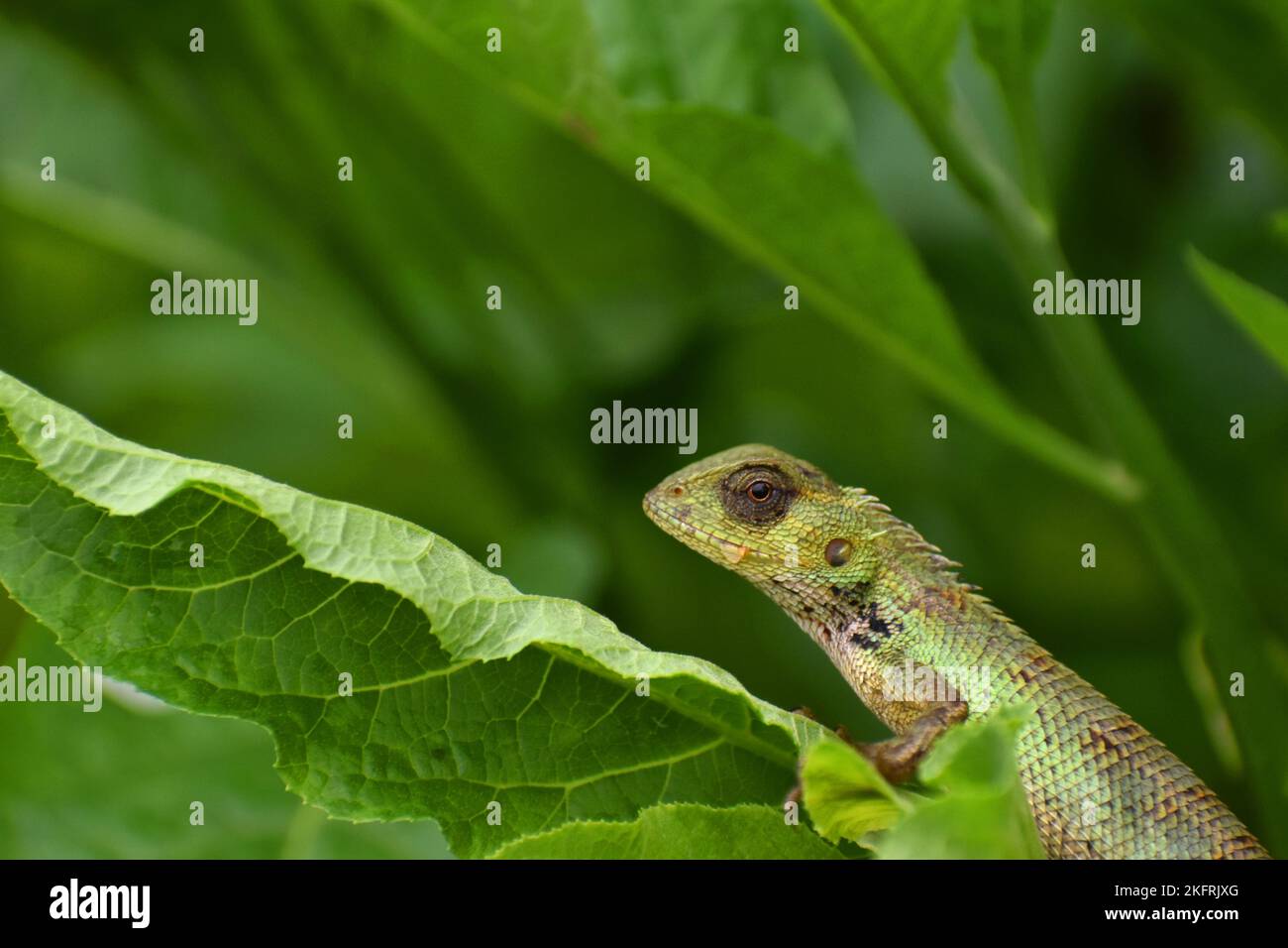 Changeable lizard among green foliage. Close up. Calotes versicolor ...