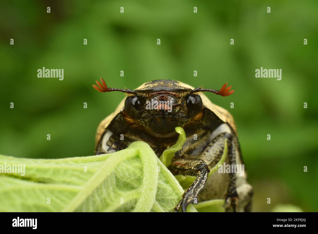 Sugarcane beetle. Agricultural pest in southeast asia and australia ...