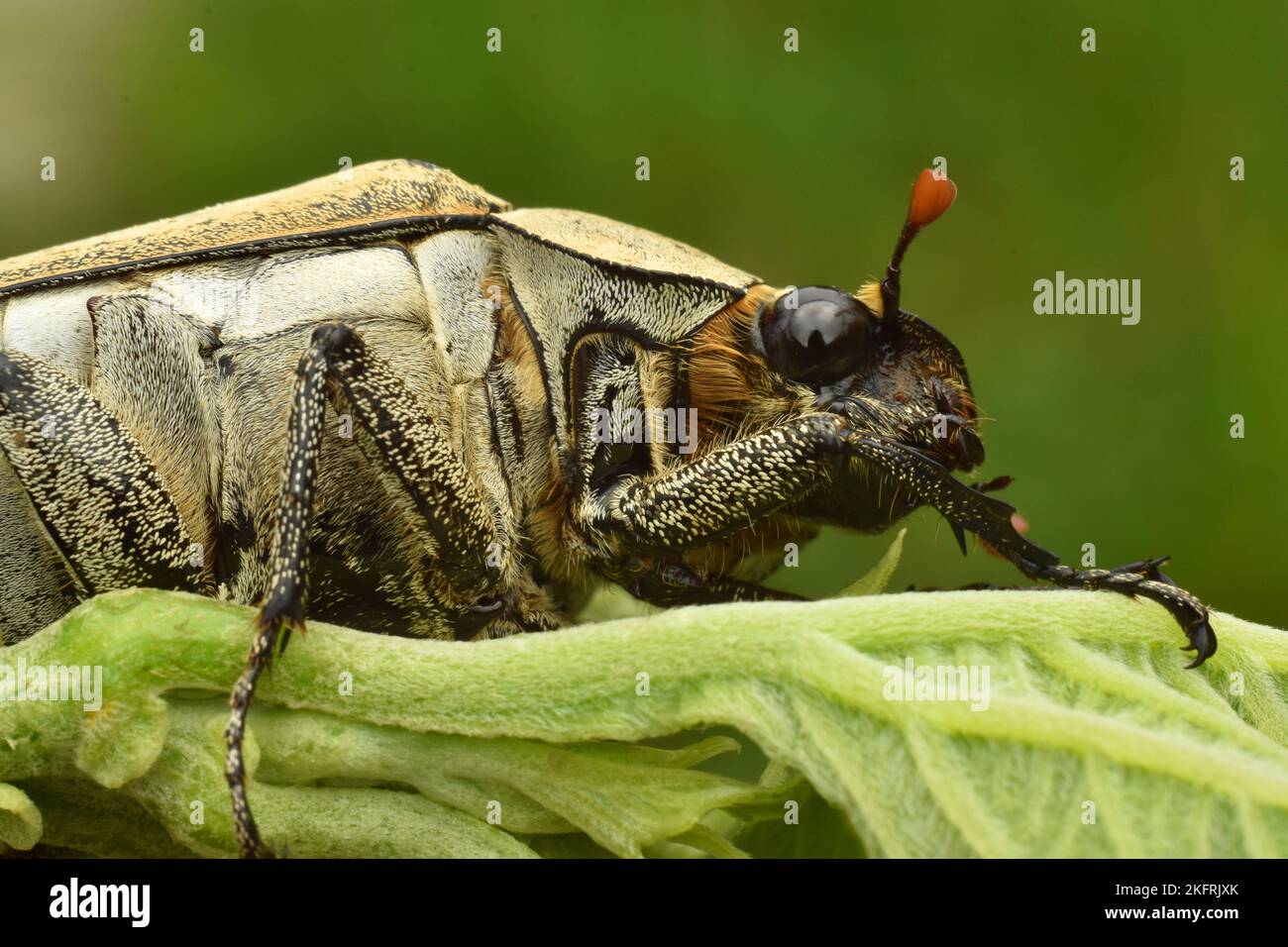 Polifage hi-res stock photography and images - Alamy