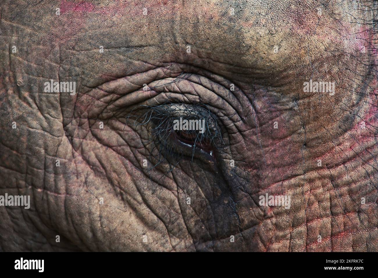 Closeup of elephants hi-res stock photography and images - Alamy