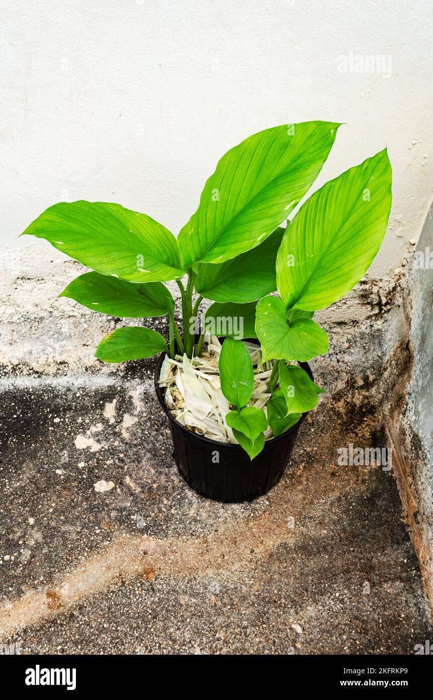 A turmeric plant is growing in a black flower pot outside at a corner ...
