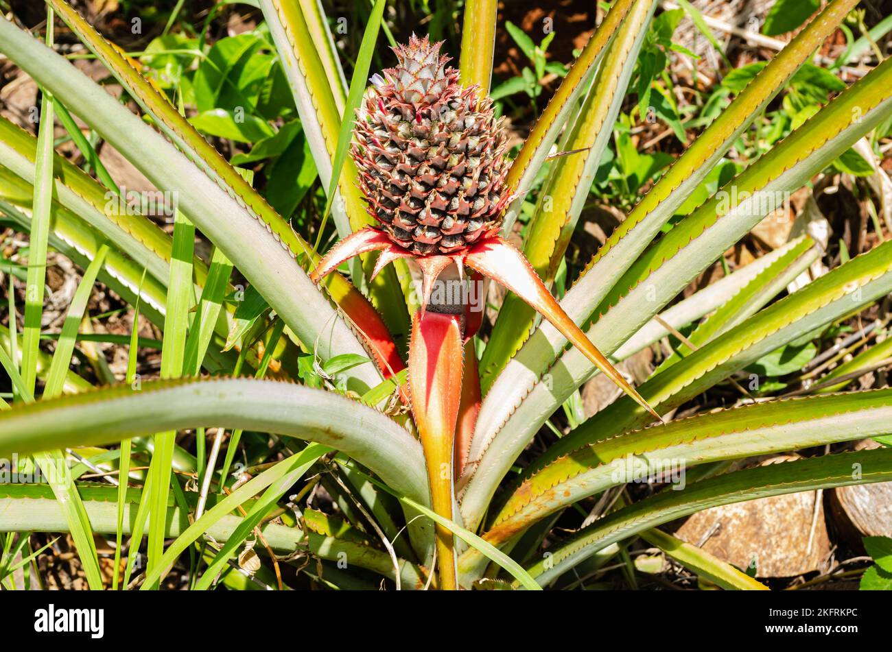 Pineapple ananas comosus flowers hi-res stock photography and images ...