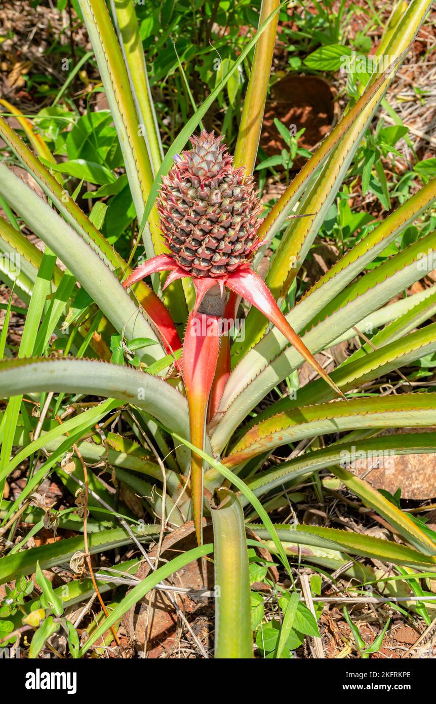 The young growing pinapple is blooming small purple flowers at the head ...