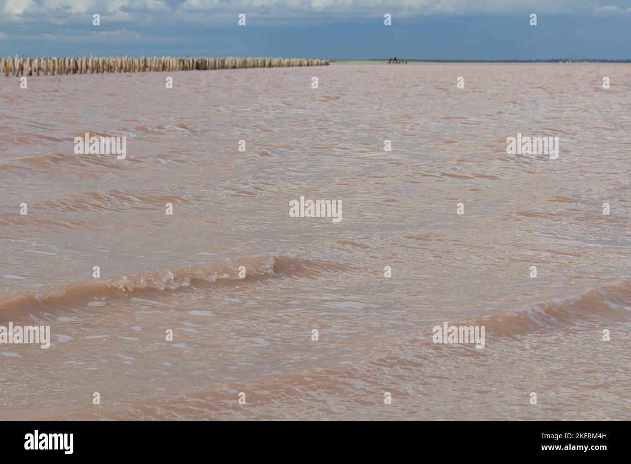 Brine and salt of a pink lake, colored by microalgae Dunaliella salina ...