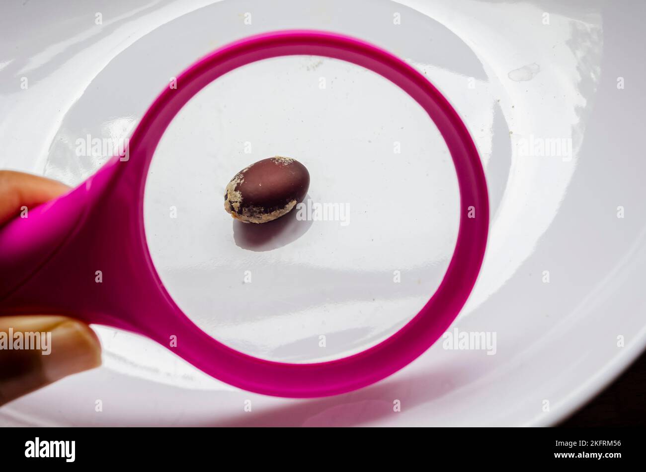 View Locust Seed Through Magnifying Glass Stock Photo - Alamy