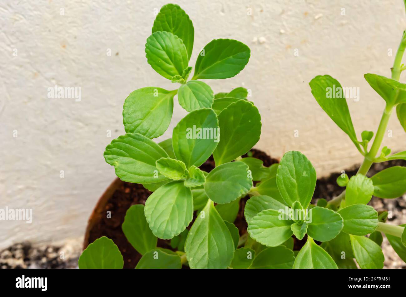 Panadol Plant In A Flower Pot Stock Photo - Alamy
