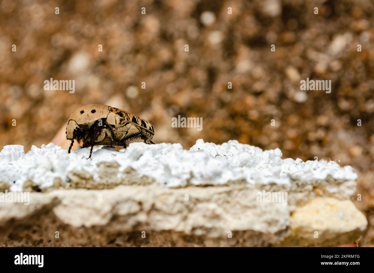 News Bug Concrete Pavement Stock Photo - Alamy