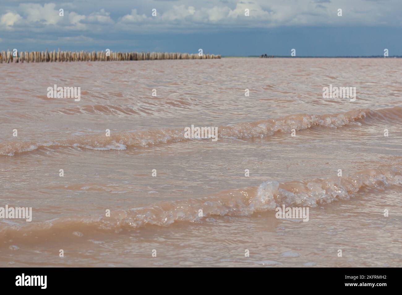 Brine and salt of a pink lake, colored by microalgae Dunaliella salina ...