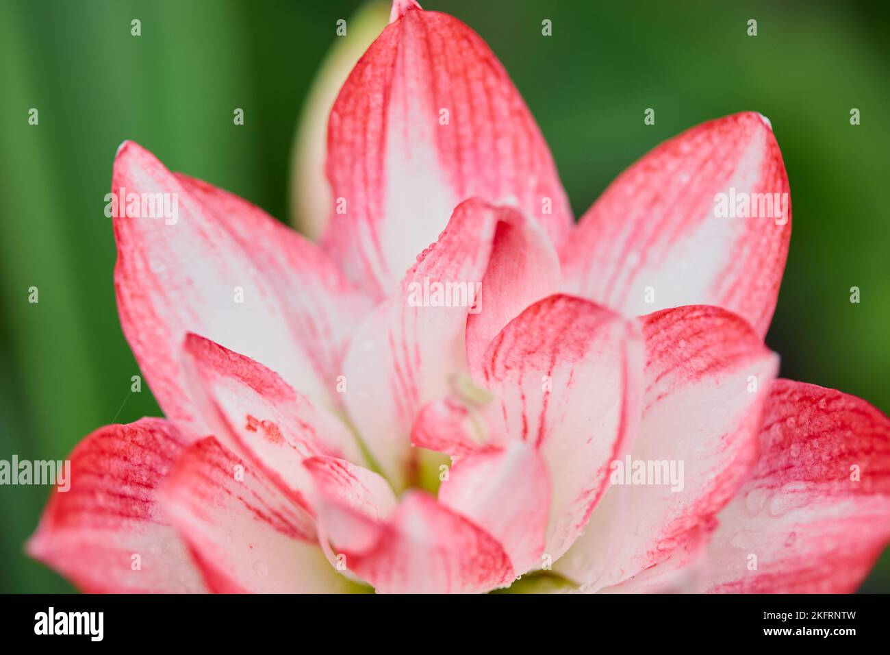 Striped amaryllis hi-res stock photography and images - Alamy