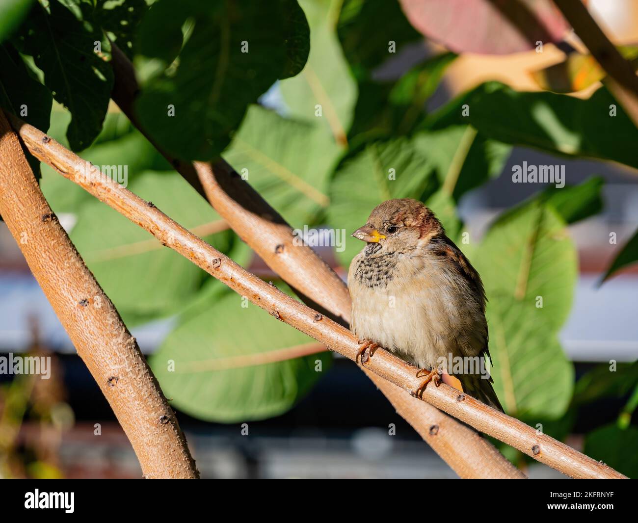 Urban sparrow new york hi-res stock photography and images - Alamy