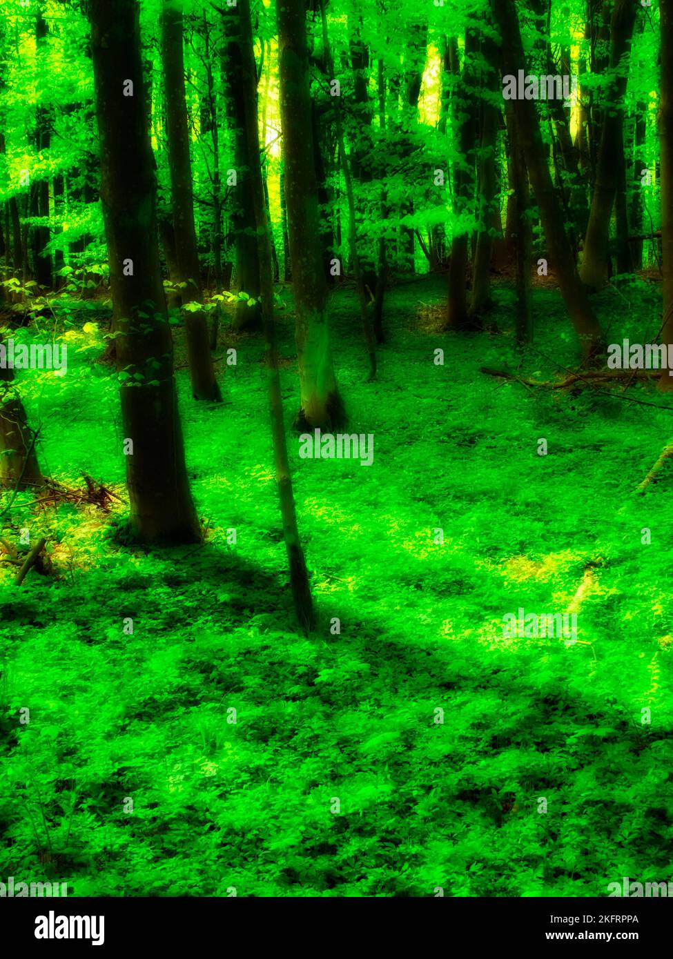 Lush forest in the spring. A very sharp and detailed photo of the ...