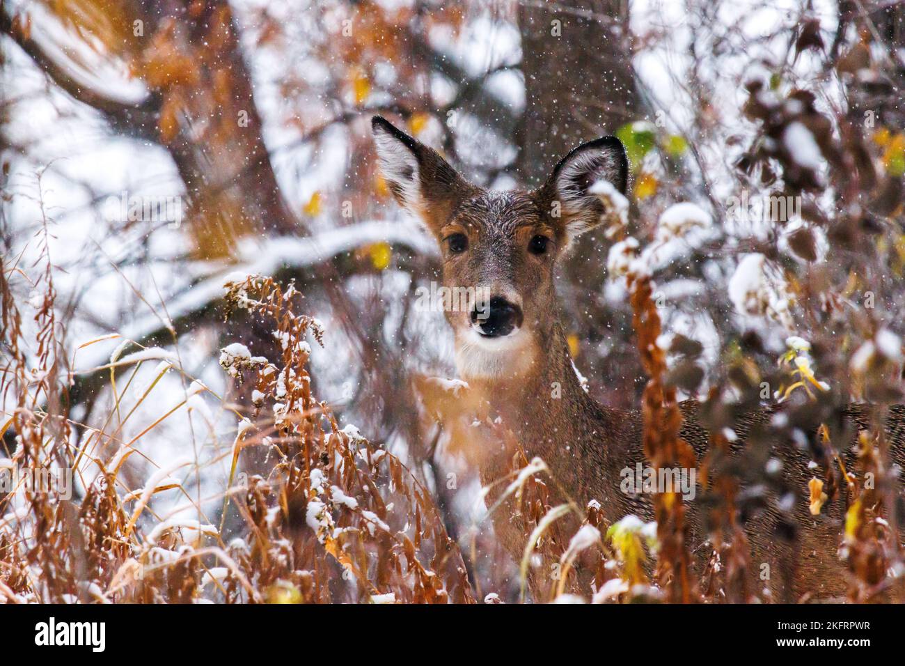 Deer in snowing forest hi-res stock photography and images - Alamy