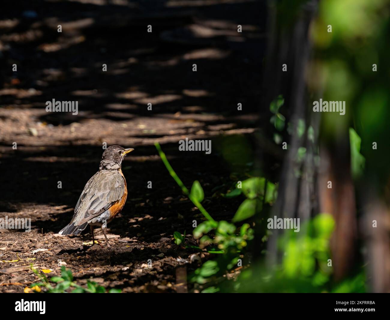 Close up shot of American Robin at New York Stock Photo - Alamy