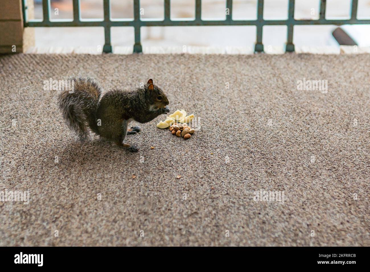 Squirrels eat nuts. Hazelnut, peanut, cashew, almond. Wildlife in the ...