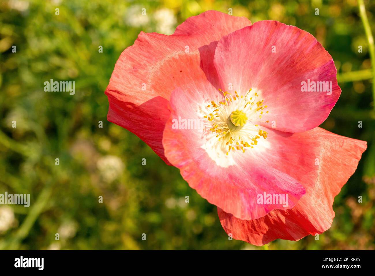 A closeup shot of a poppy flower growing in a garden in sunny weather ...