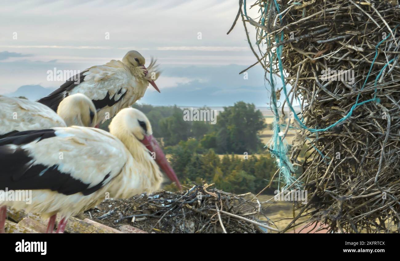 Three storks nesting on top of a church's roof Stock Photo - Alamy