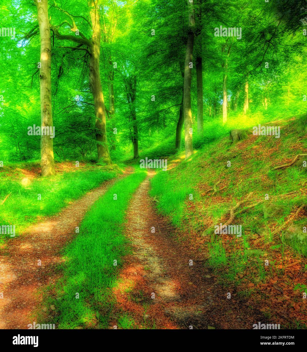 Lush forest in the spring. A photo of a trail in the forest in ...