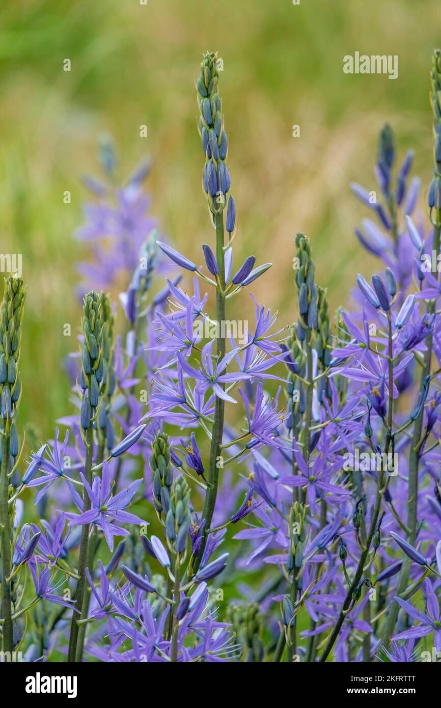 Blue camas flower hi-res stock photography and images - Alamy