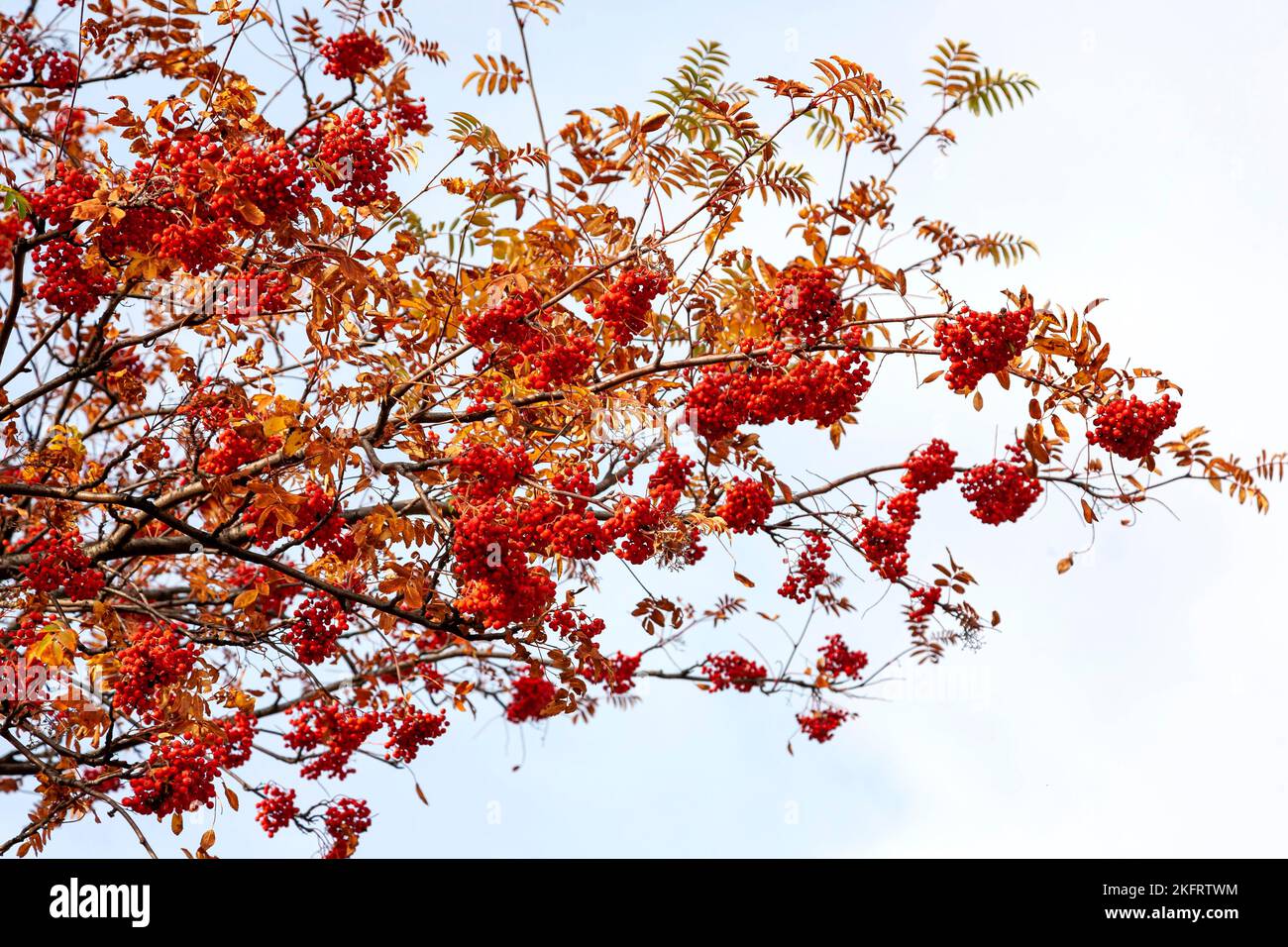 European rowan (Sorbus aucuparia) with fruit, rowan, Rhineland ...
