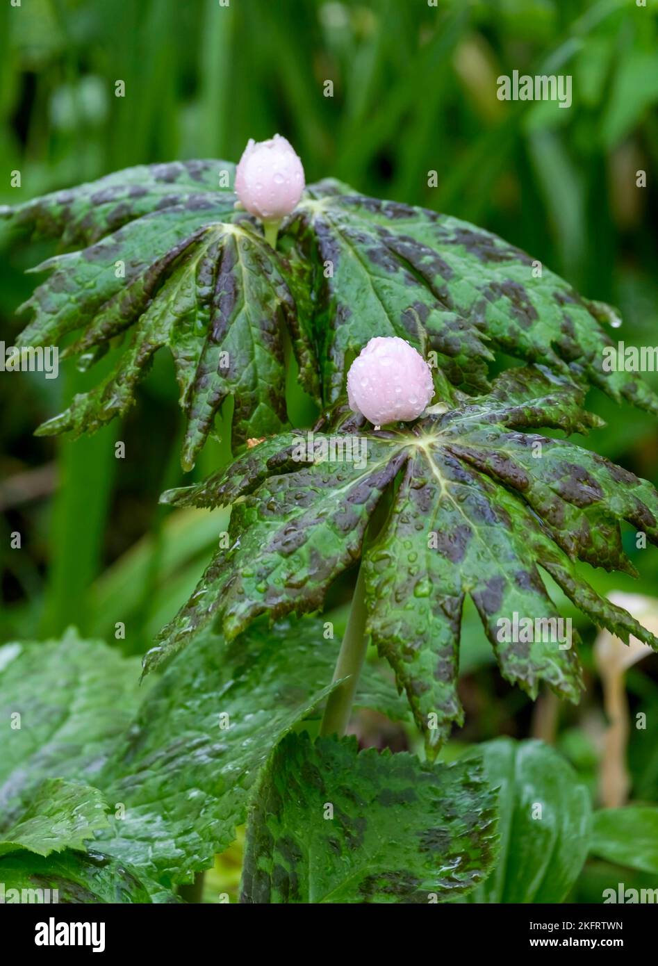 Himalayan May Apple (Sinopodophyllum hexandrum), also called Himalayan ...