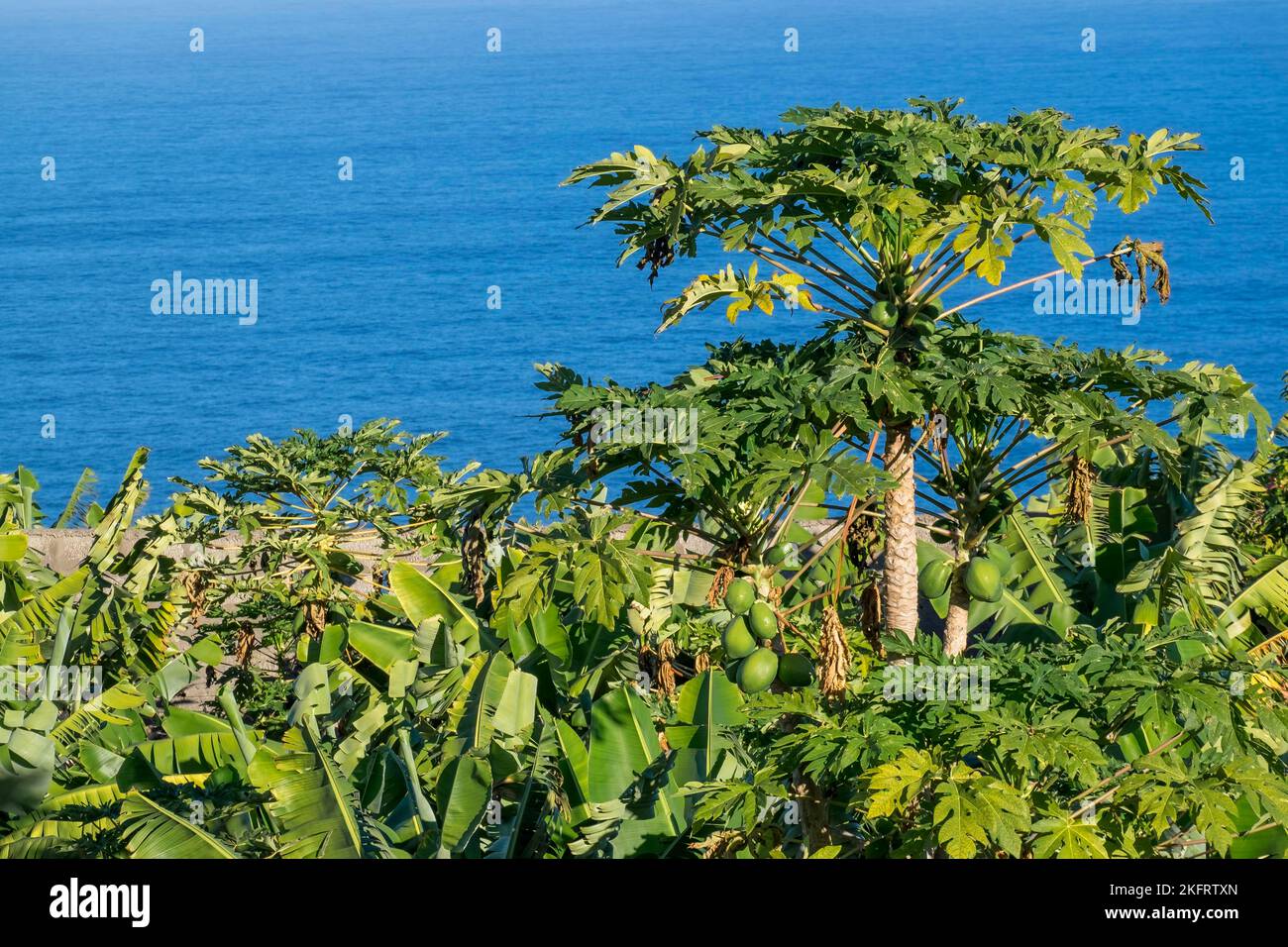 Papaya papaya carica papaya island hi-res stock photography and images ...