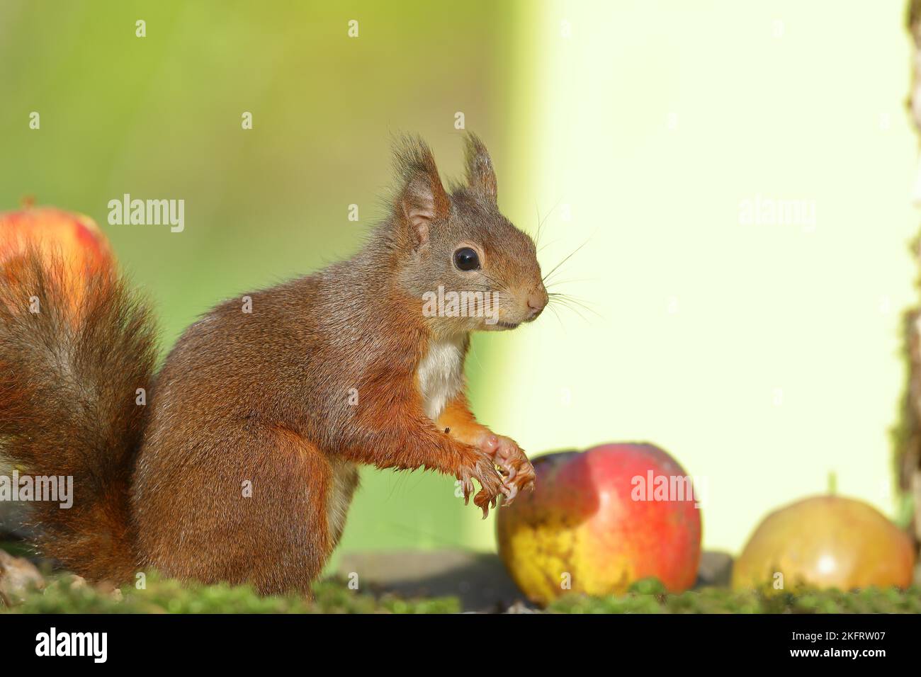 Eurasian red squirrel (Sciurus vulgaris), in a meadow orchard among ...