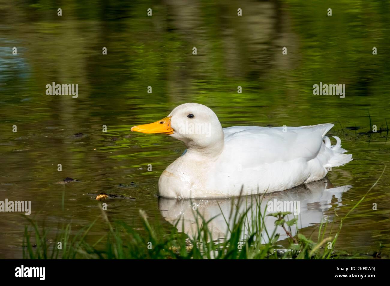 White duck bird (Anatidae), domestic duck, Münsterland, North Rhine ...