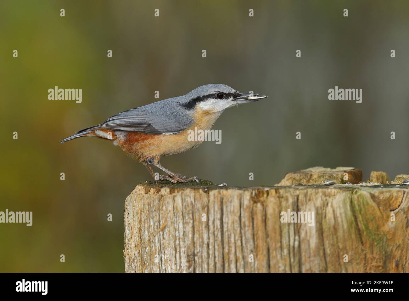 Eurasian nuthatch (Sitta europaea), sitting on a tree stump with a ...
