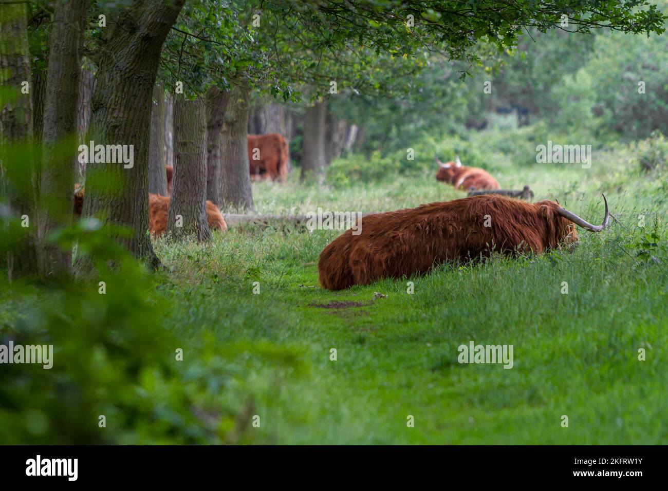 Witte Venn nature reserve, Scottish Highland Cattle, on both sides of ...