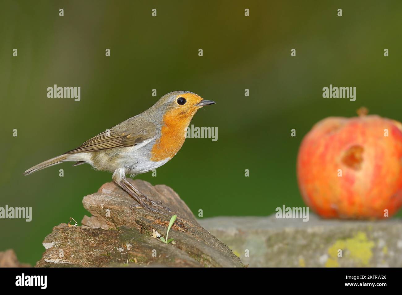 European robin (Erithacus rubecula), foraging in a meadow orchard among ...