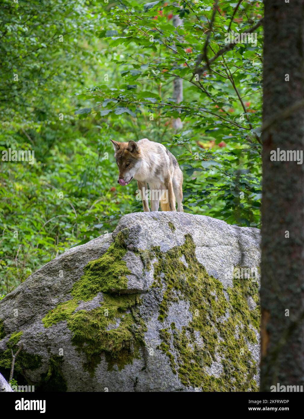 Gray wolf (Canis lupus), wolf enclosure of Srní, Plze?ský kraj, Czech ...