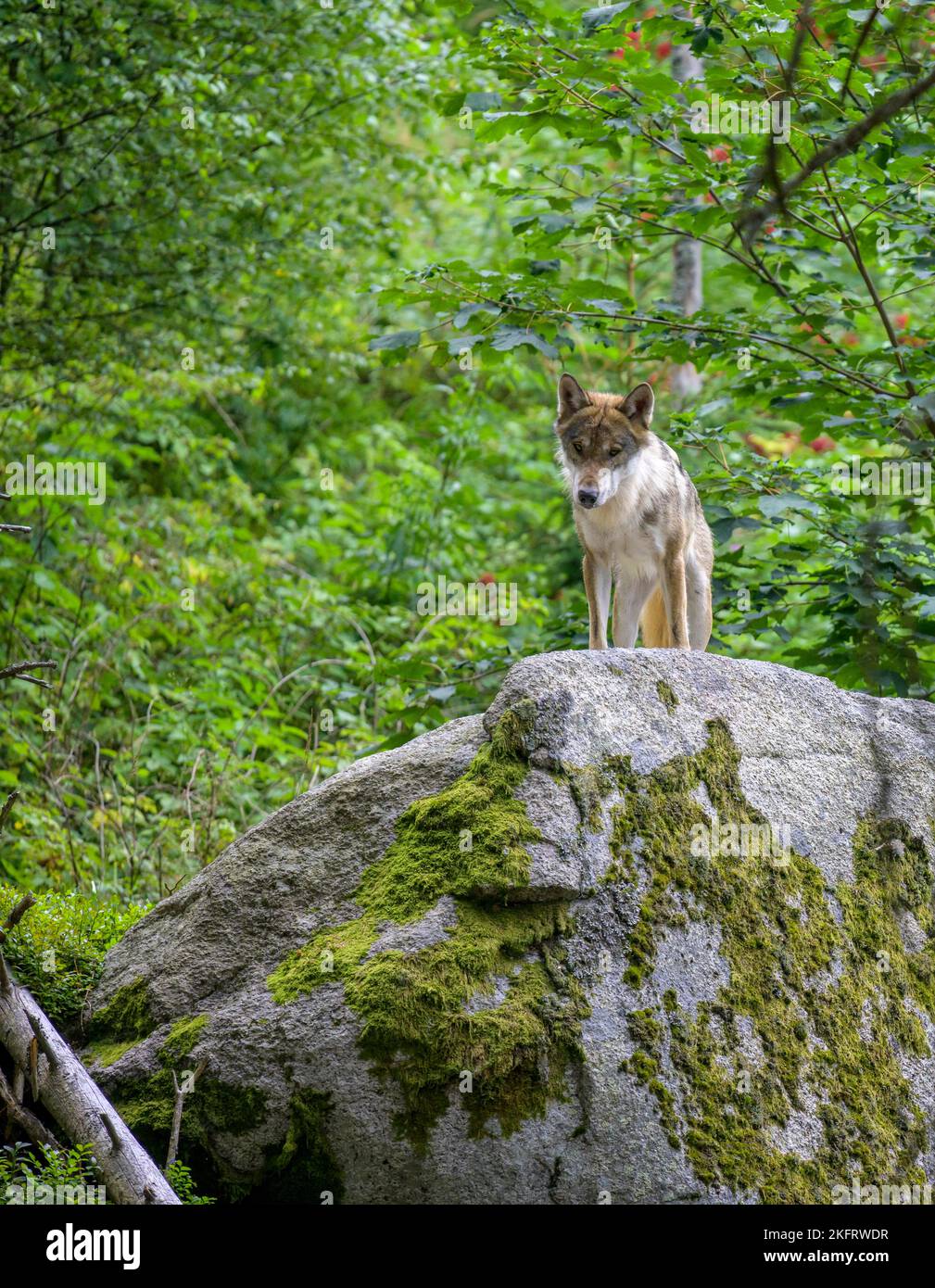 Gray wolf (Canis lupus), wolf enclosure of Srní, Plze?ský kraj, Czech ...