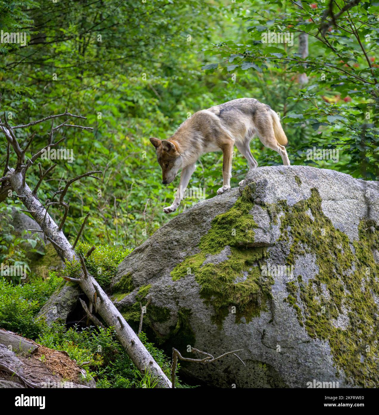Gray wolf (Canis lupus), wolf enclosure of Srní, Plze?ský kraj, Czech ...