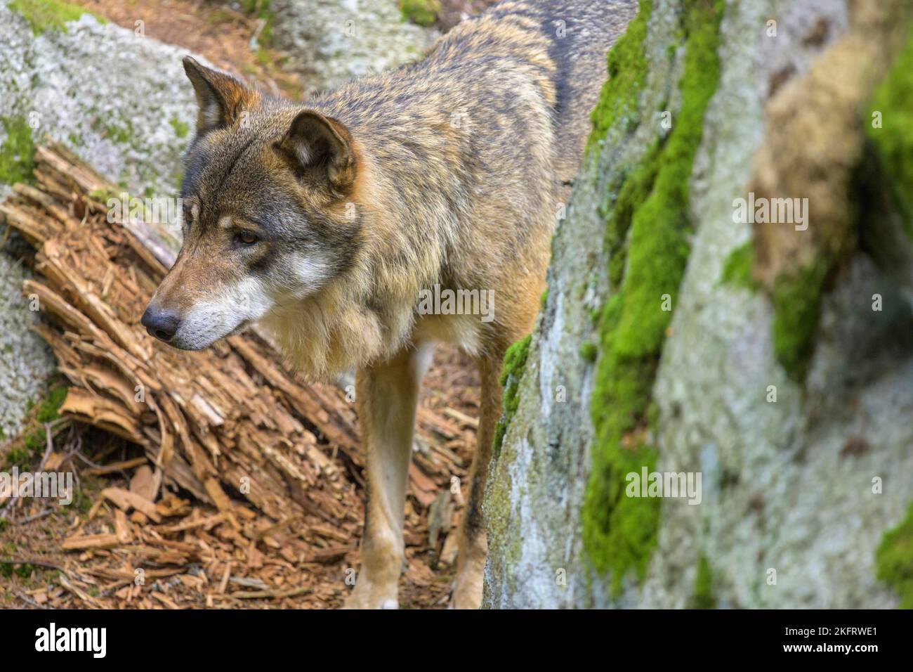 Gray wolf (Canis lupus), wolf enclosure of Srní, Plze?ský kraj, Czech ...