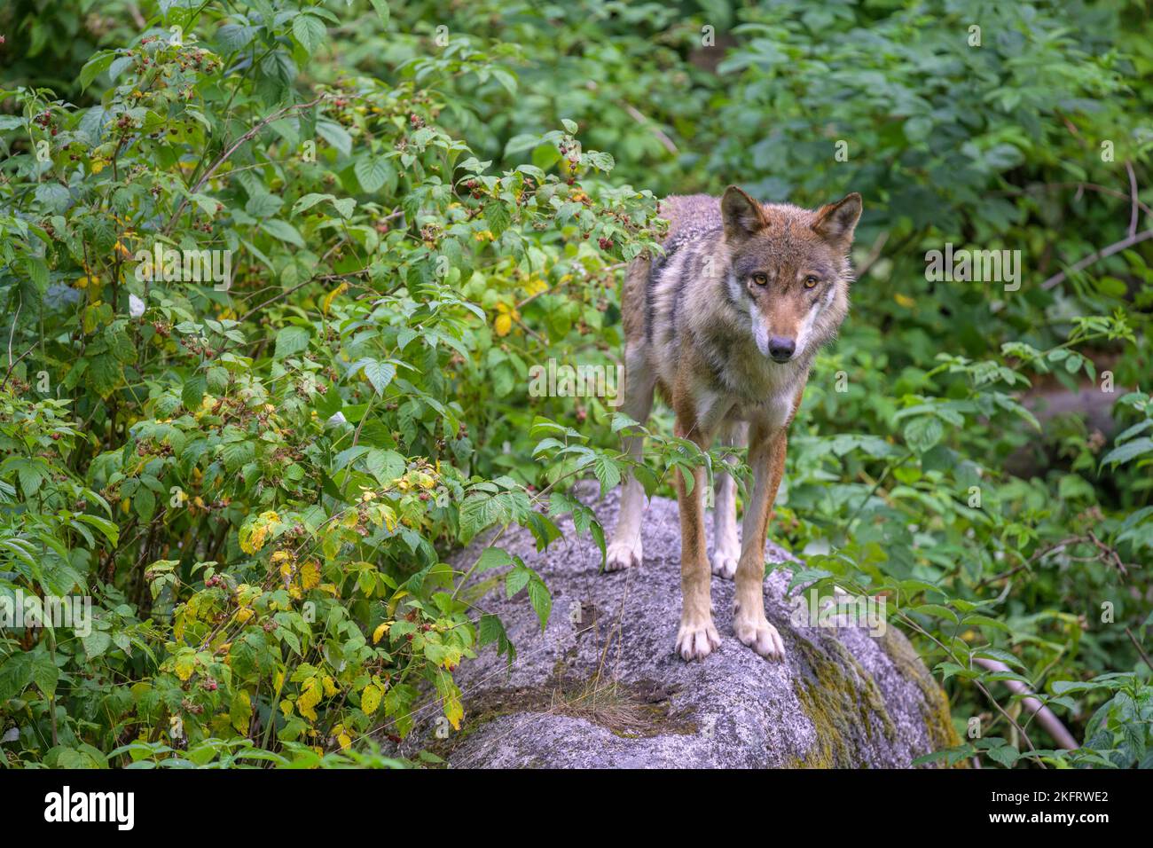 Gray wolf (Canis lupus) between raspberry bushes, wolf enclosure of ...