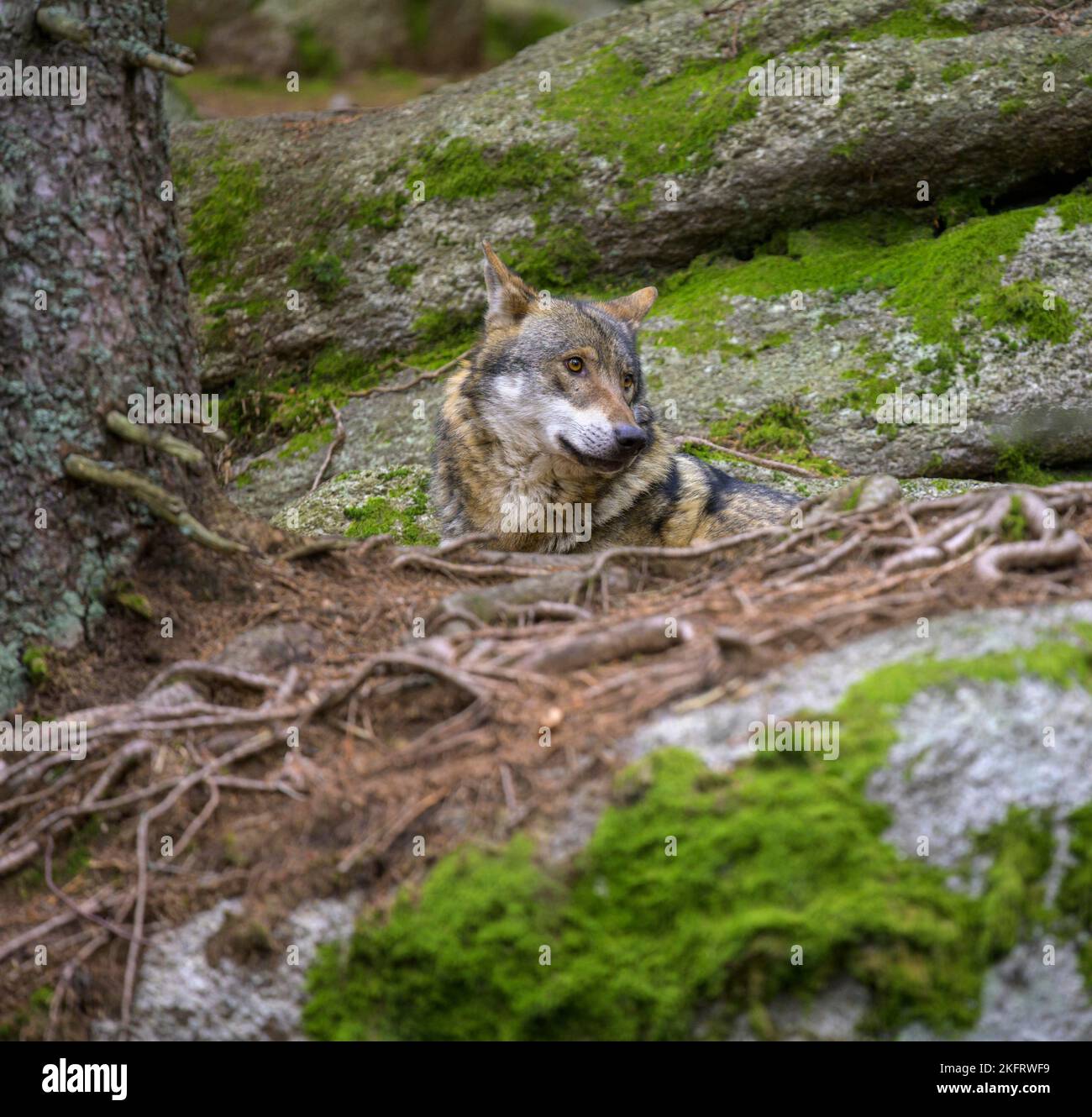 Gray wolf (Canis lupus), wolf enclosure of Srní, Plze?ský kraj, Czech ...